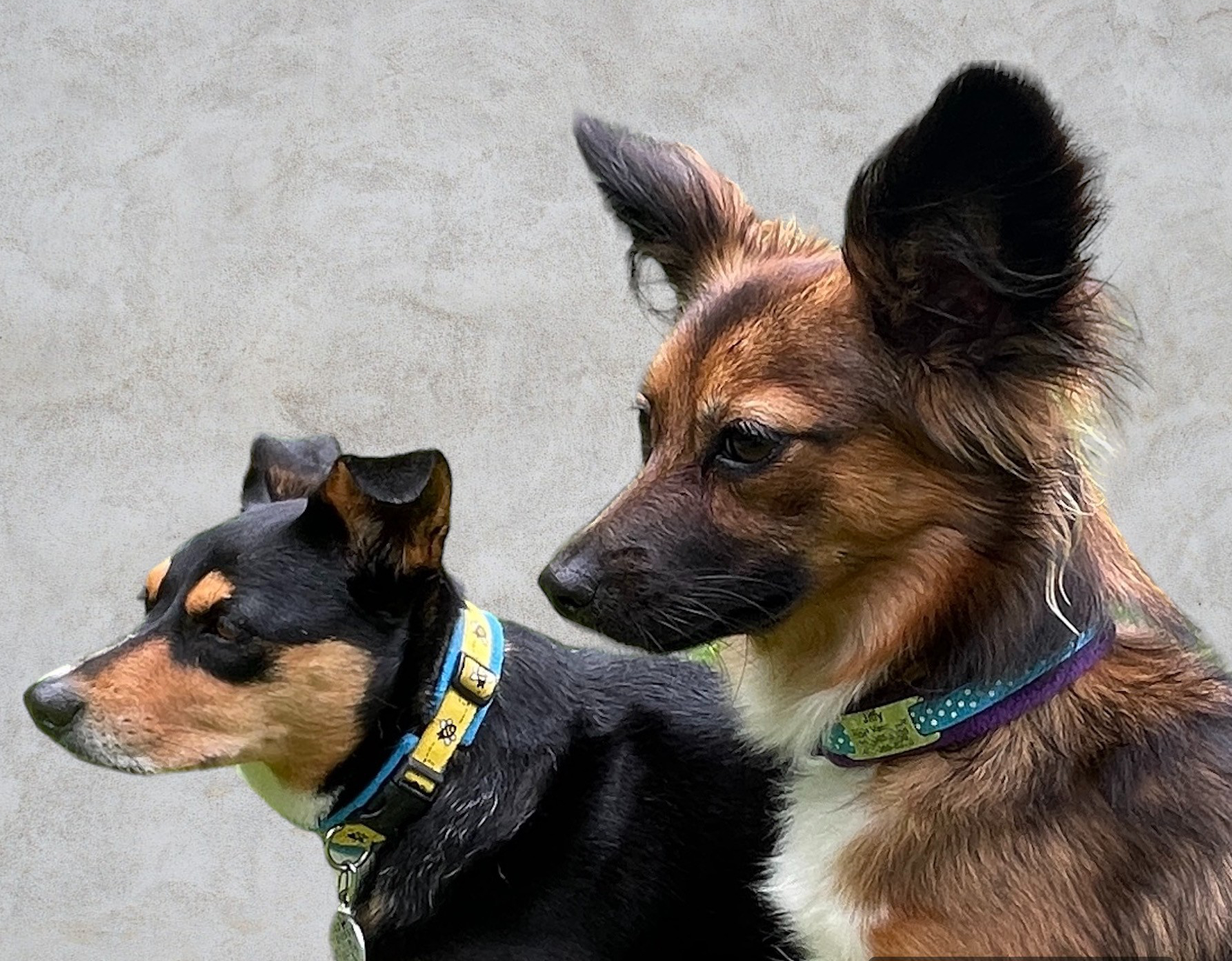 Shops :: Padded Collars :: 3/8" Width collars