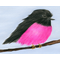 Art & Collectibles :: Painting :: Australian Pink Robin Watercolor Painting